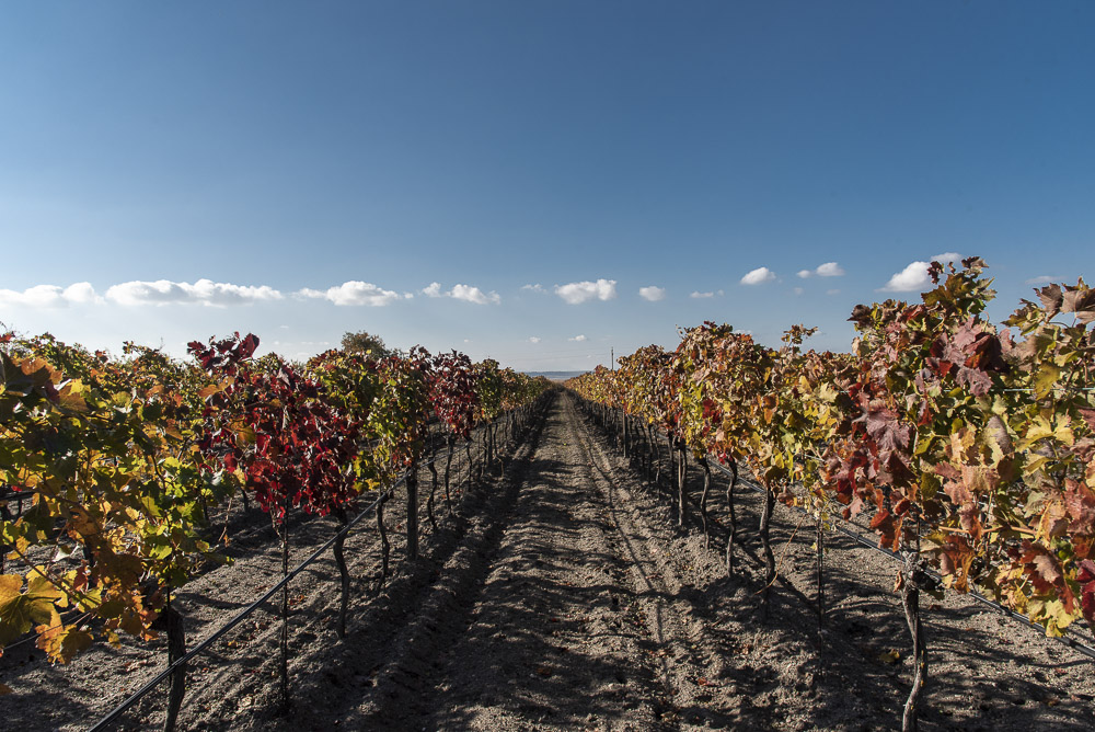 Zum Martiniloben in Illmitz am Neusiedler See